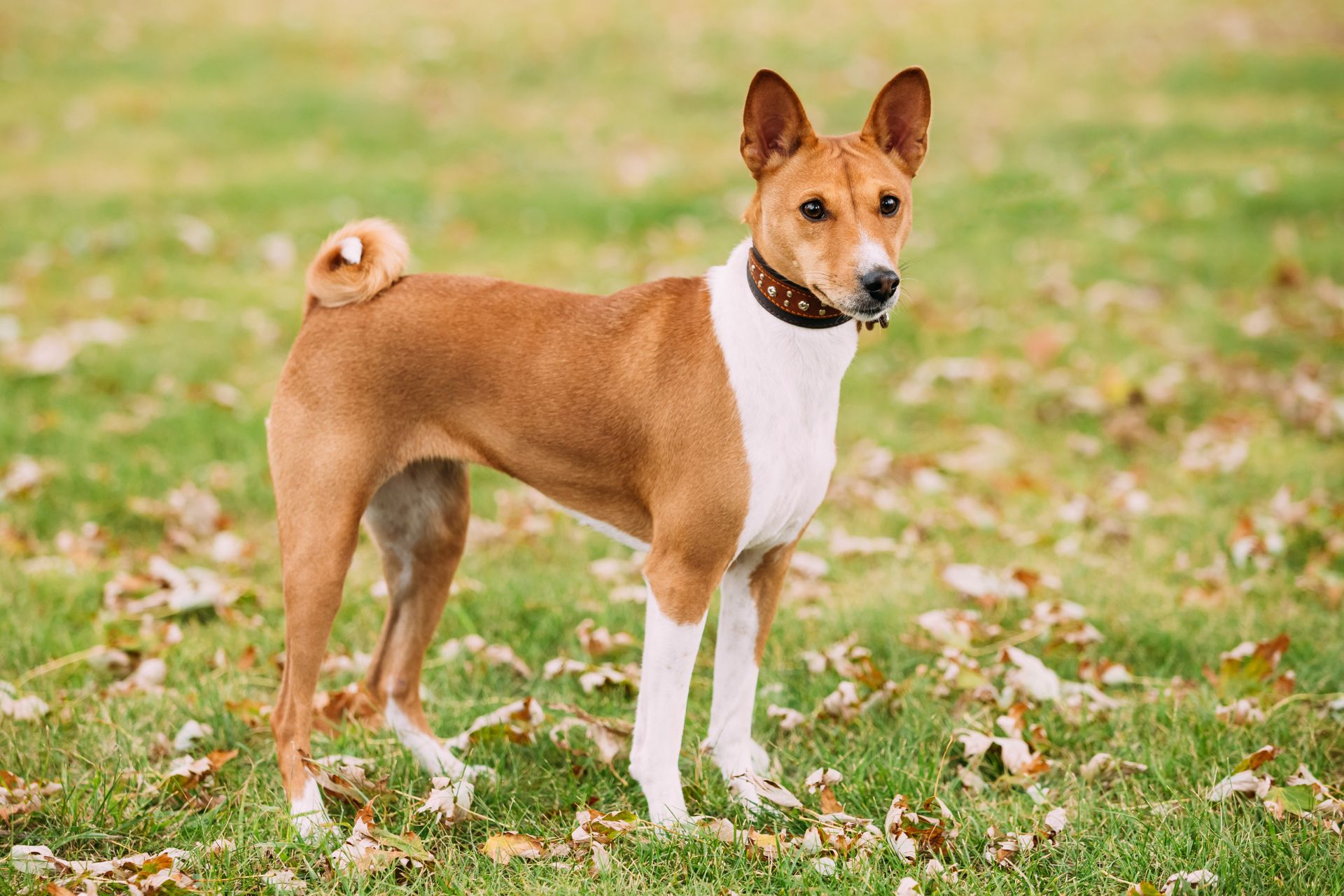 Basenji: Carattere e Salute | Cani in Casa
