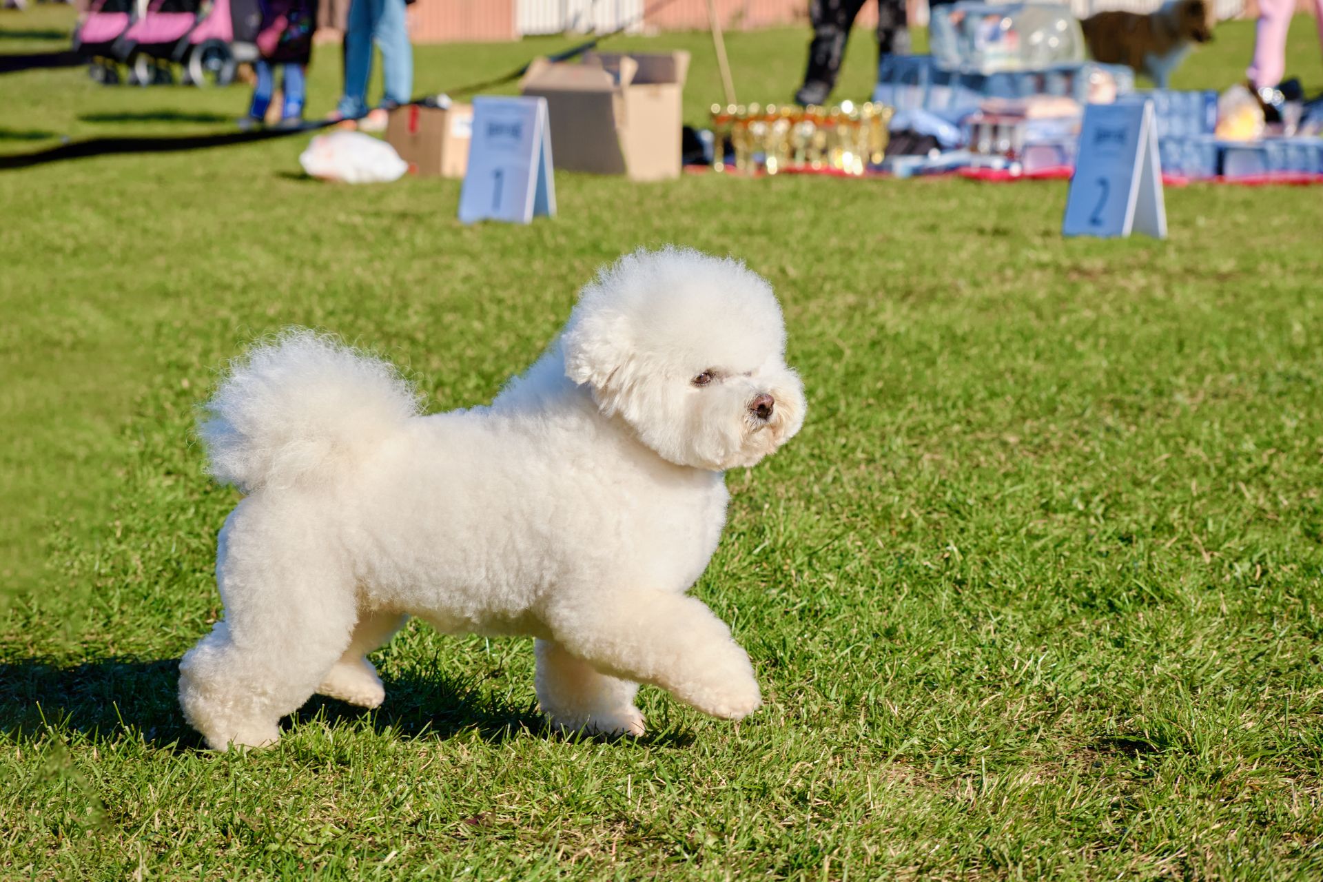 Bichon a poil frise: Origini e Temperamento | Cani in Casa
