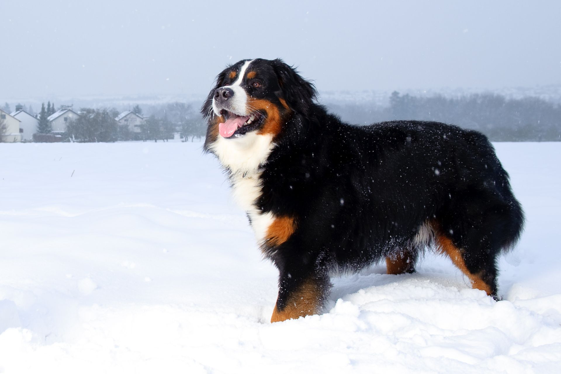 Bovaro del bernese: Carattere e Origini | Cani in Casa