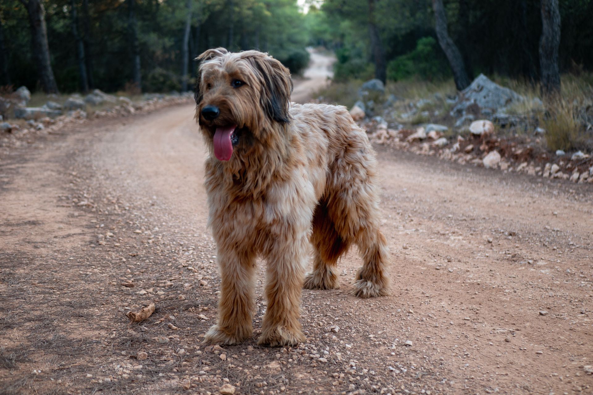 Cane da pastore di brie: Addestramento e Cura | Cani in Casa