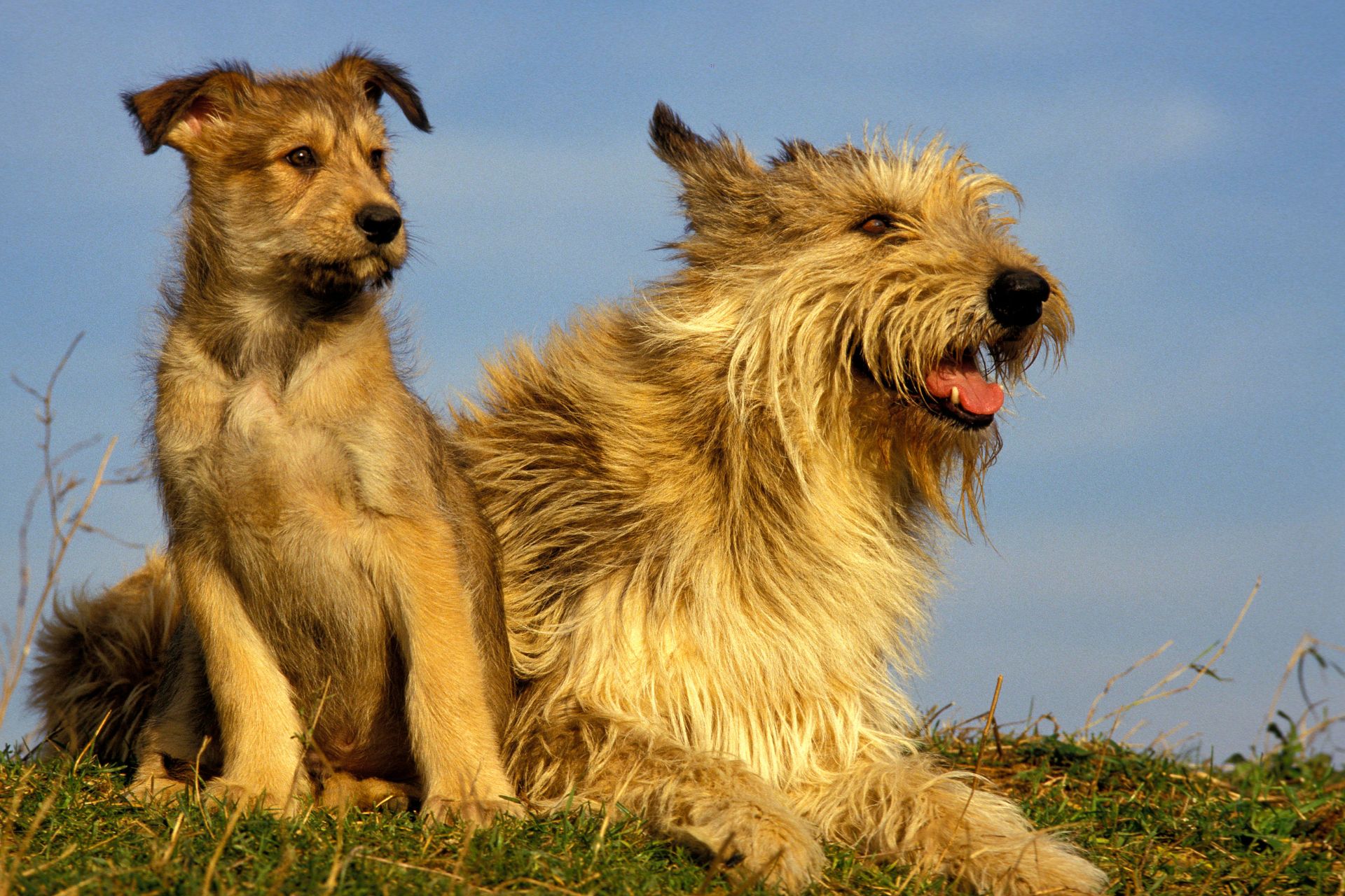 Cane da pastore di picardia: Carattere e Cura | Cani in Casa