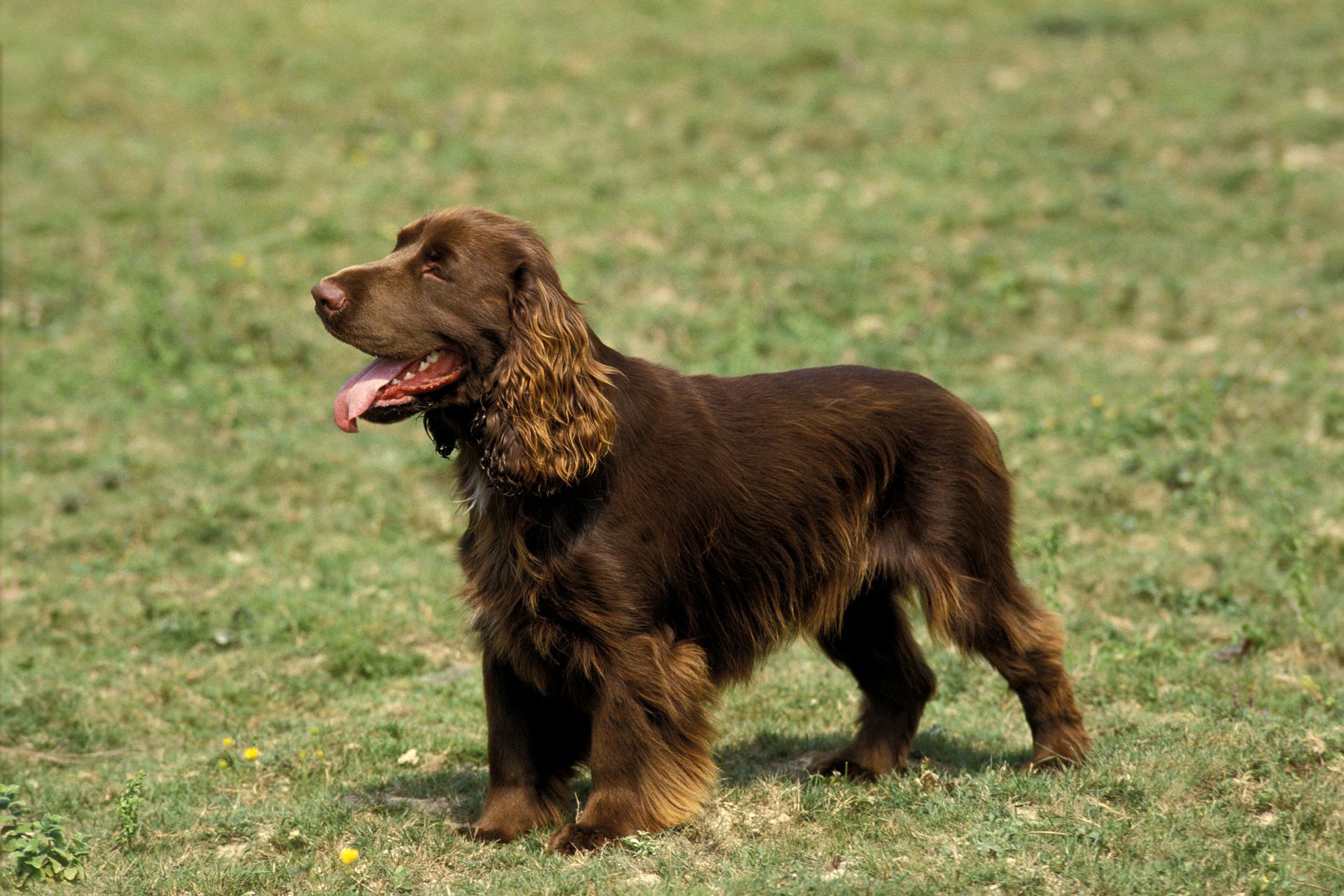 Field spaniel: Origini e Temperamento | Cani in Casa