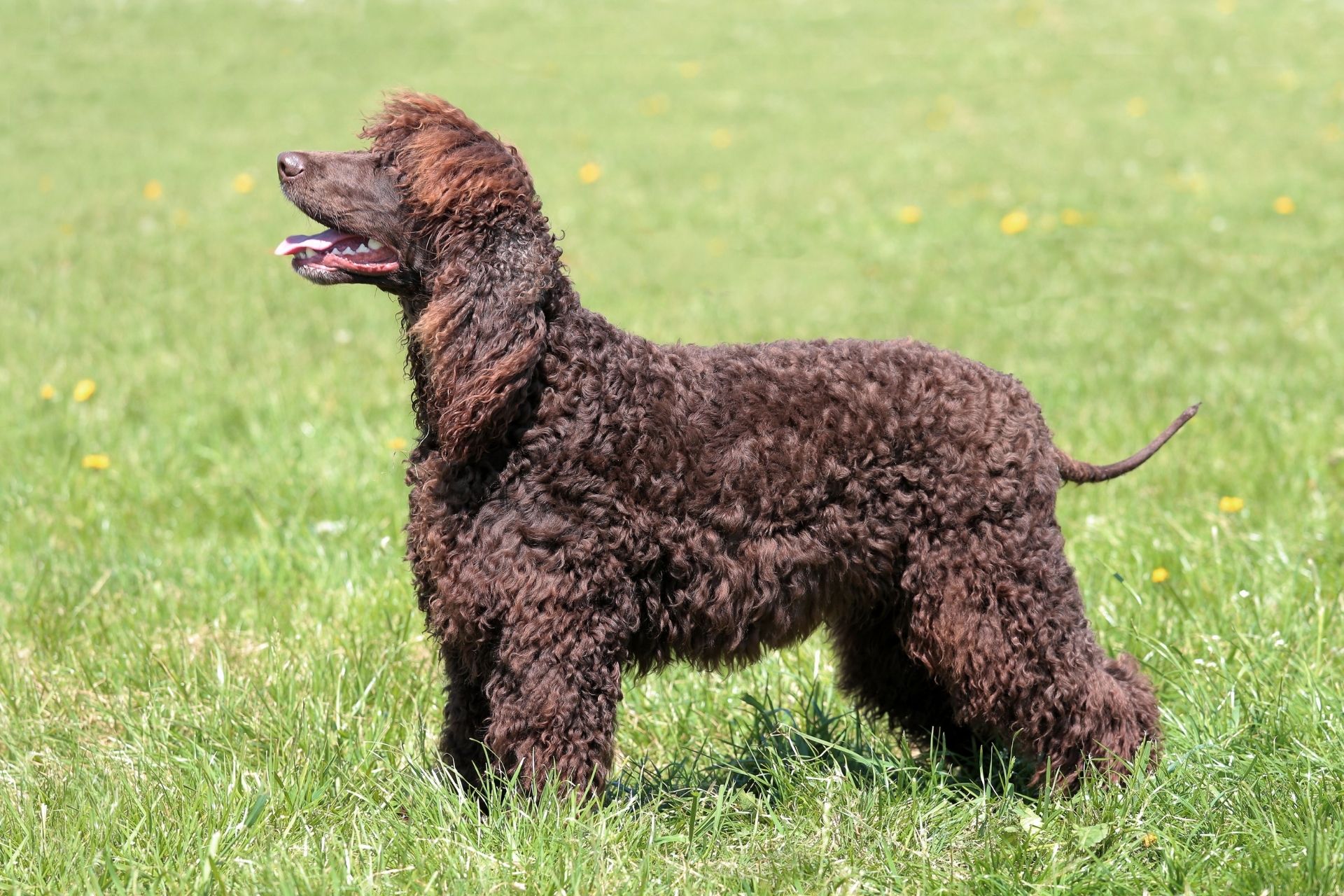 Irish water spaniel: Addestramento e Cura | Cani in Casa