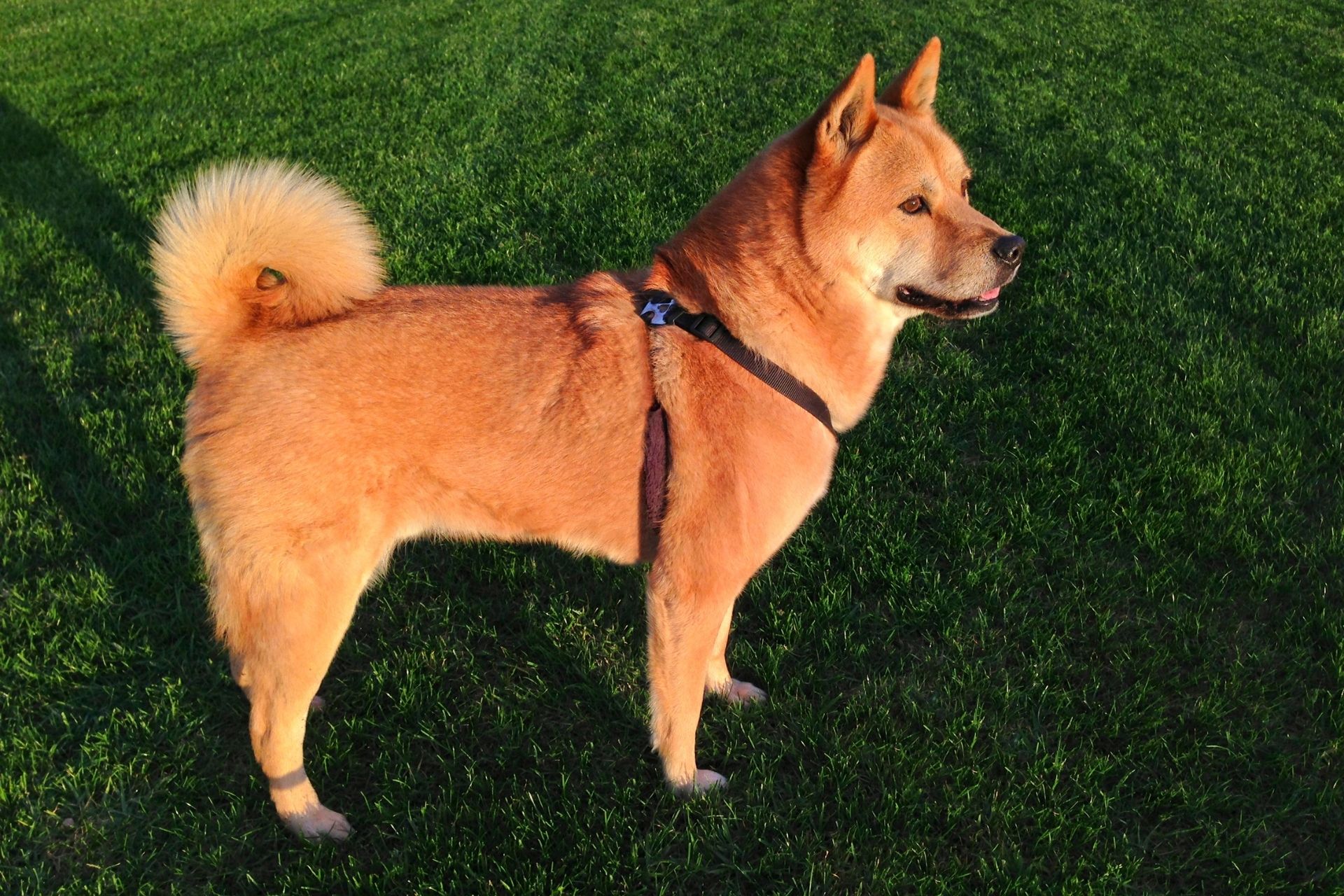 Korea Jindo Dog: Carattere e Salute | Cani in Casa