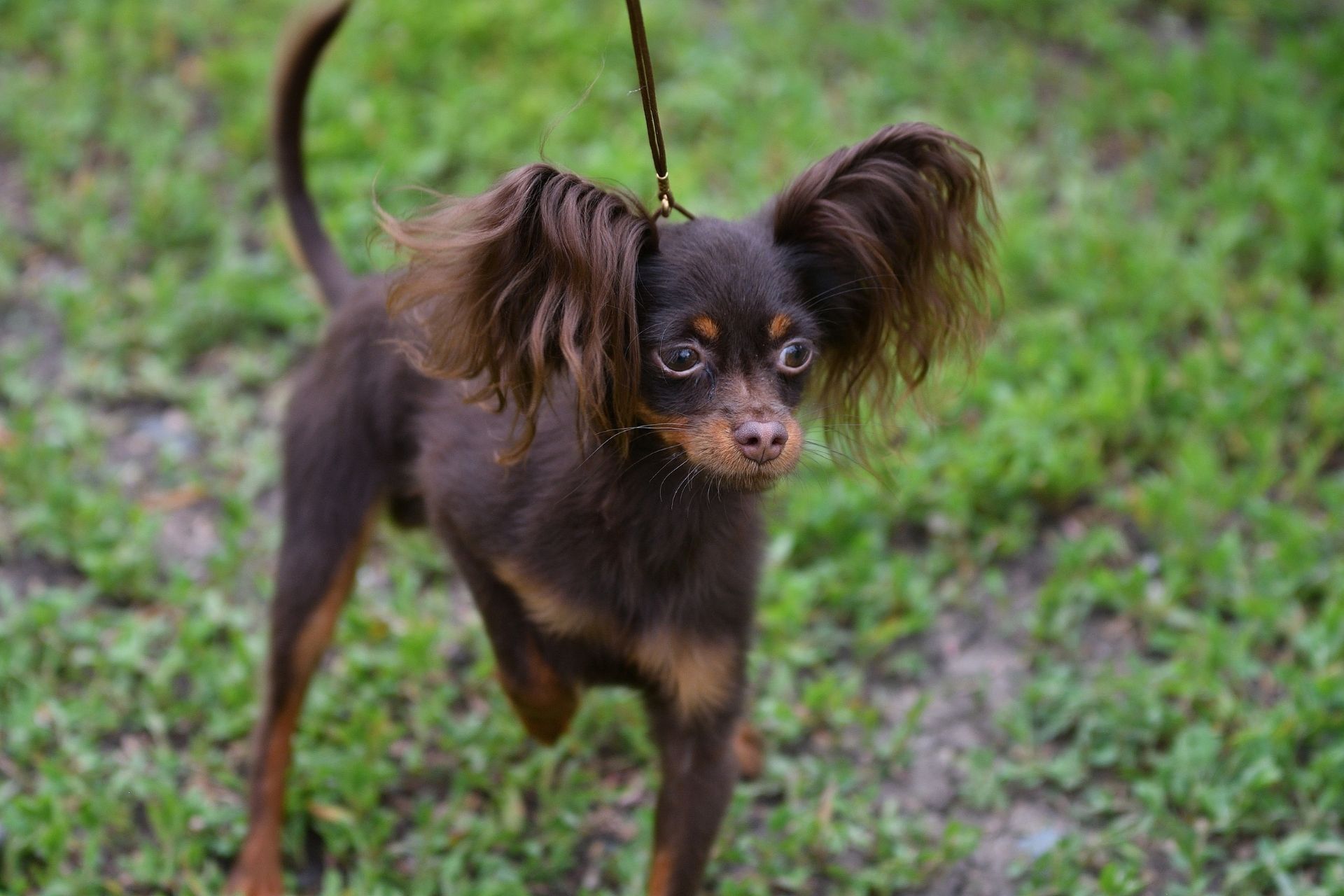 Russian toy: Temperamento e Salute | Cani in Casa